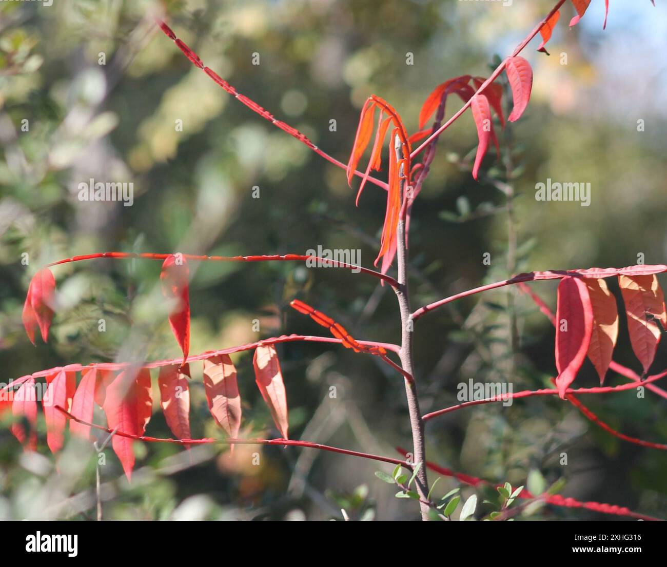 shining sumac (Rhus copallinum Stock Photo - Alamy