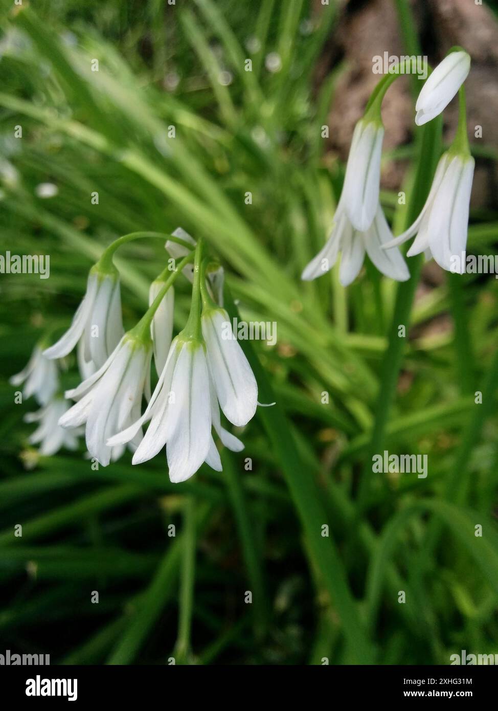 Three-cornered garlic (Allium triquetrum Stock Photo - Alamy