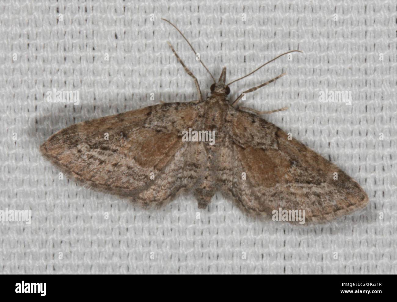 Carpet Moths (Larentiinae Stock Photo - Alamy
