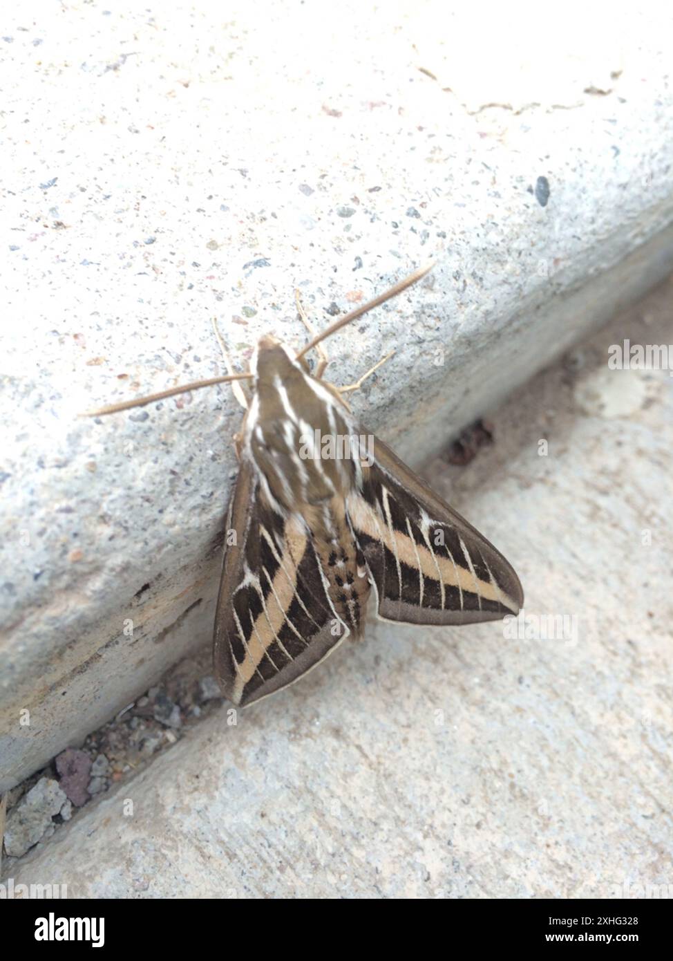 White-lined Sphinx (Hyles lineata Stock Photo - Alamy
