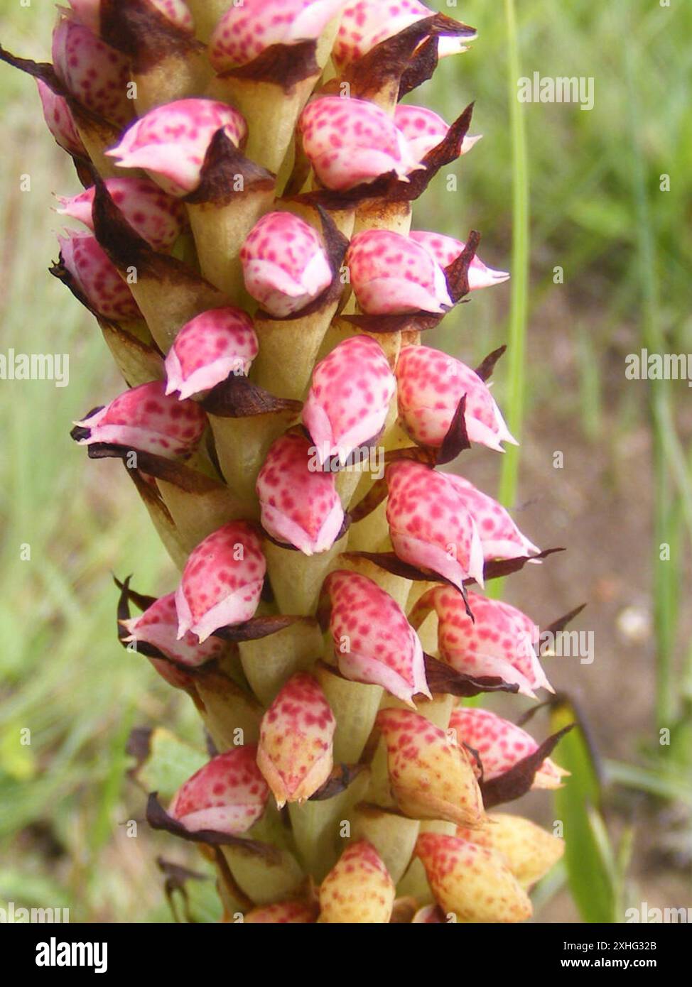 Disa versicolor hi-res stock photography and images - Alamy