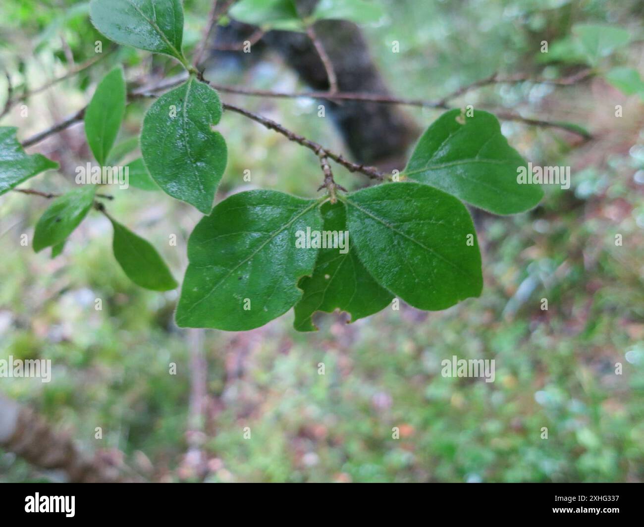 Rock Alder (Afrocanthium mundianum Stock Photo - Alamy