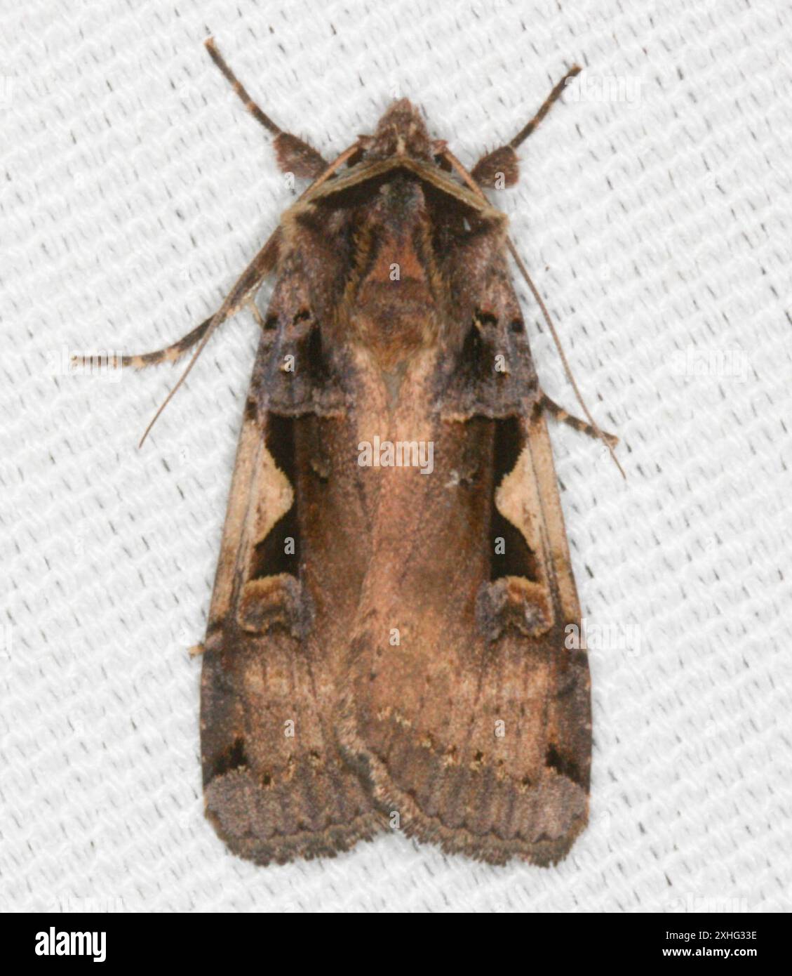Setaceous Hebrew Character (Xestia c-nigrum Stock Photo - Alamy