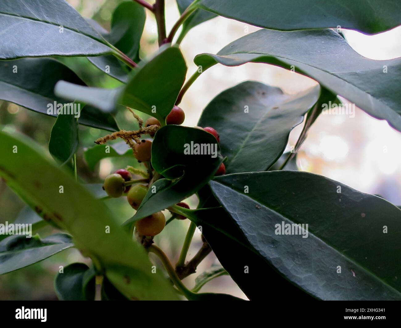 Common Cape Holly (Ilex mitis mitis Stock Photo - Alamy