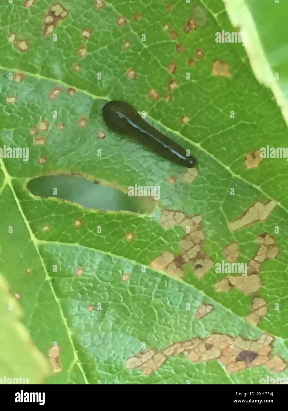Cherry Slug Sawfly (Caliroa cerasi Stock Photo - Alamy