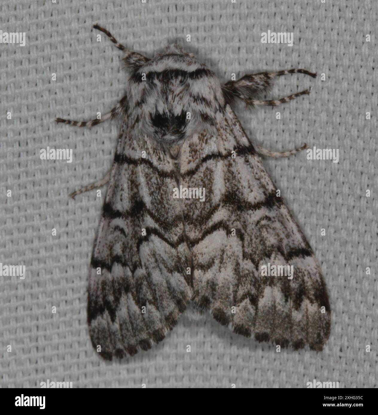 Western Panthea Moth (Panthea virginarius Stock Photo - Alamy