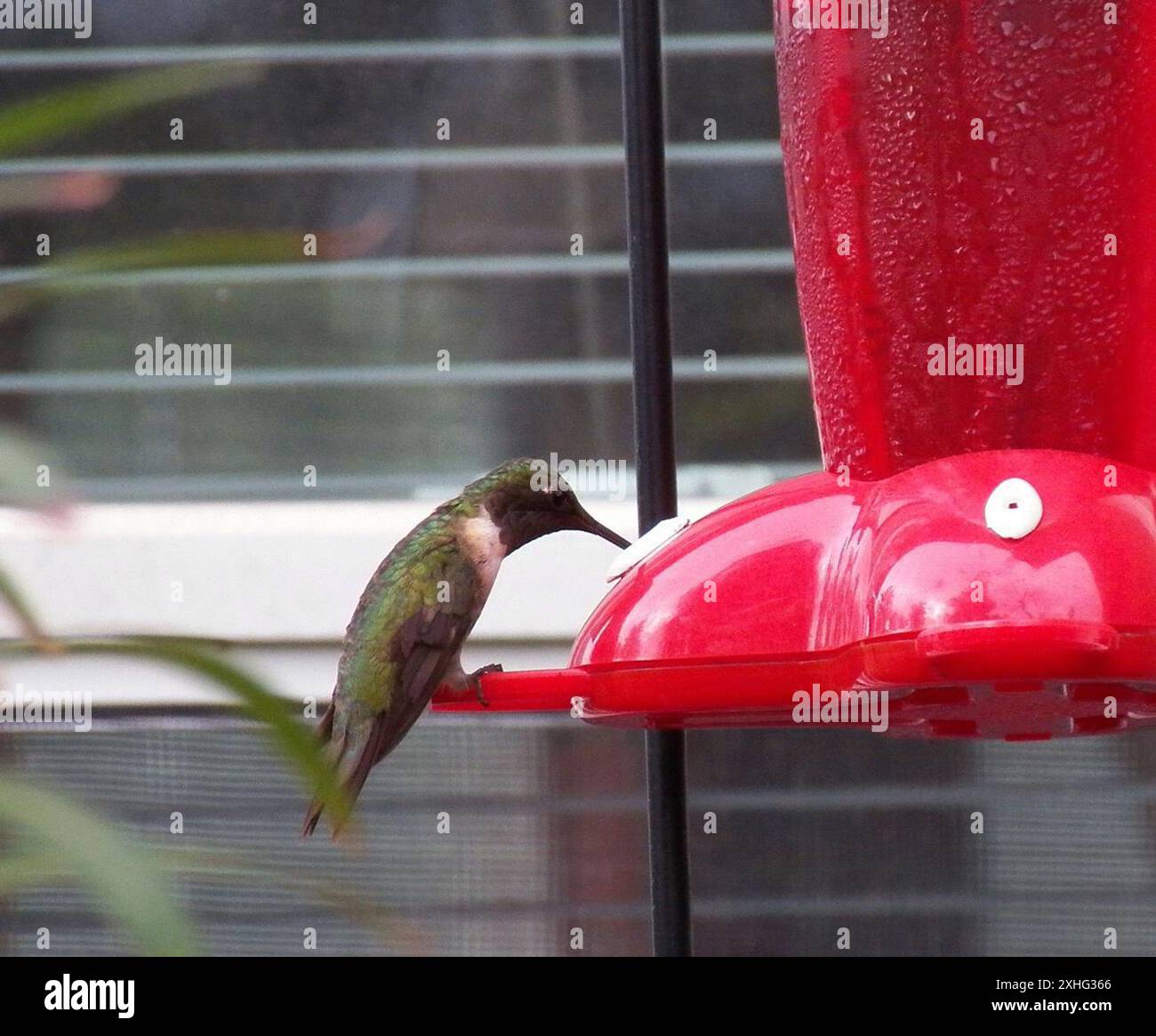 Ruby-throated Hummingbird (Archilochus colubris Stock Photo - Alamy