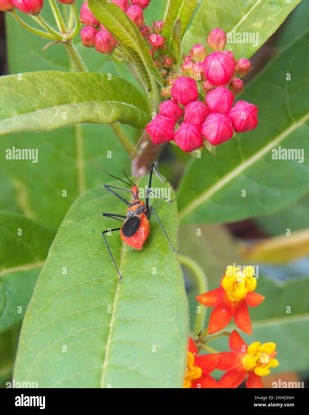 Milkweed Assassin Bug (Zelus longipes Stock Photo - Alamy