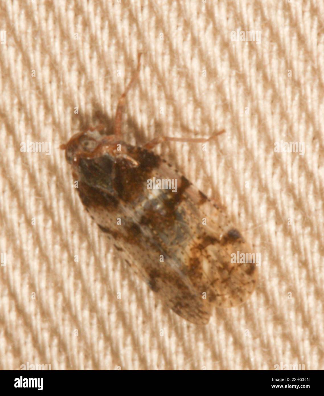 Cixius hi-res stock photography and images - Alamy