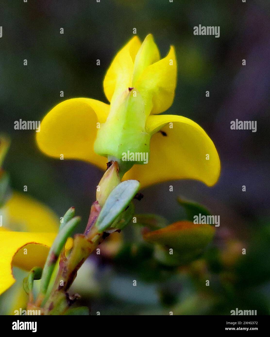 Vlei Honeybush (Cyclopia subternata Stock Photo - Alamy