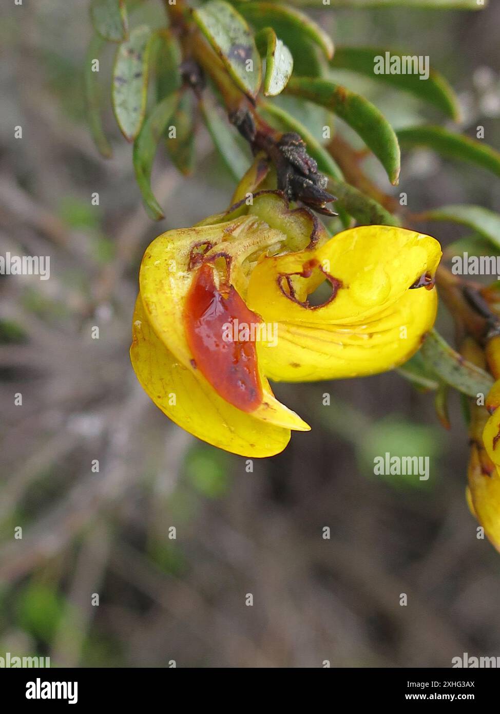 Mountain Honeybush (Cyclopia intermedia Stock Photo - Alamy