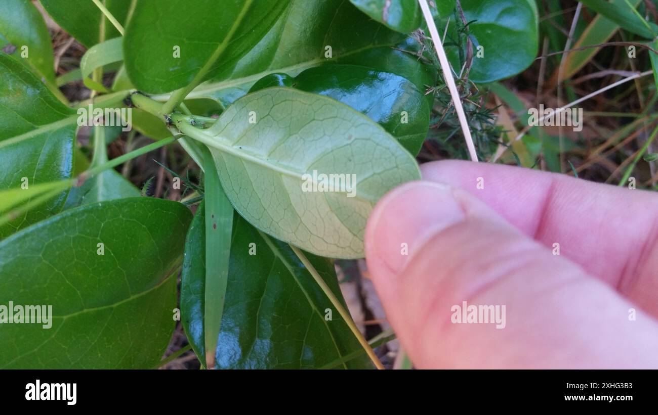Taupata (Coprosma repens Stock Photo - Alamy