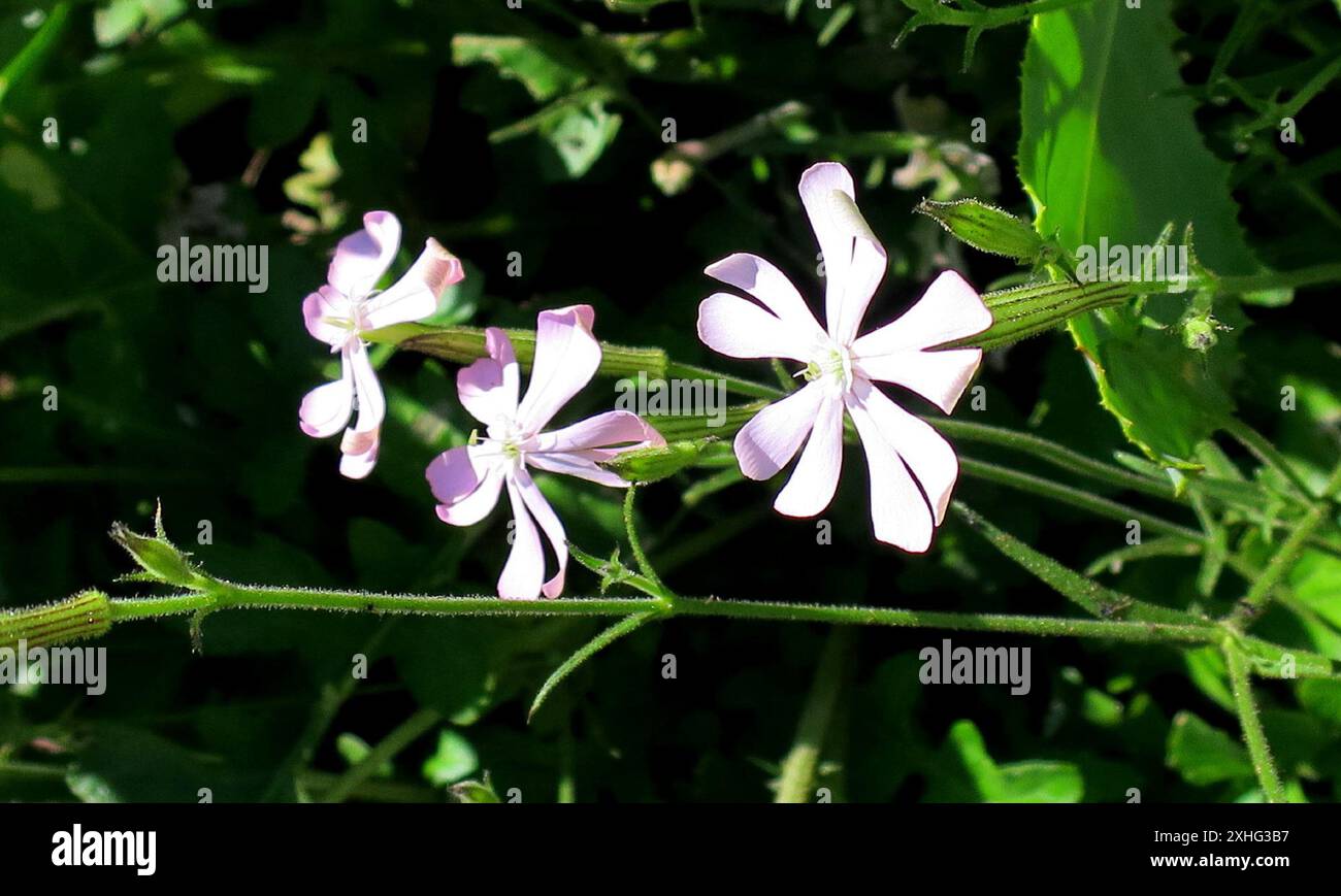 Common Cape Catchfly (Silene undulata undulata Stock Photo - Alamy
