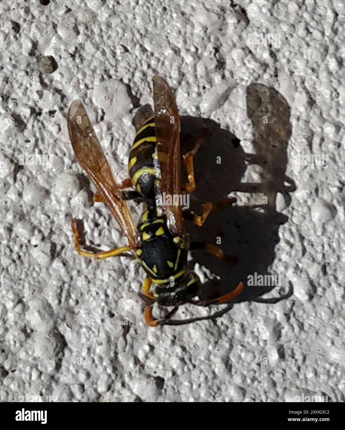 European Paper Wasp (Polistes dominula Stock Photo - Alamy