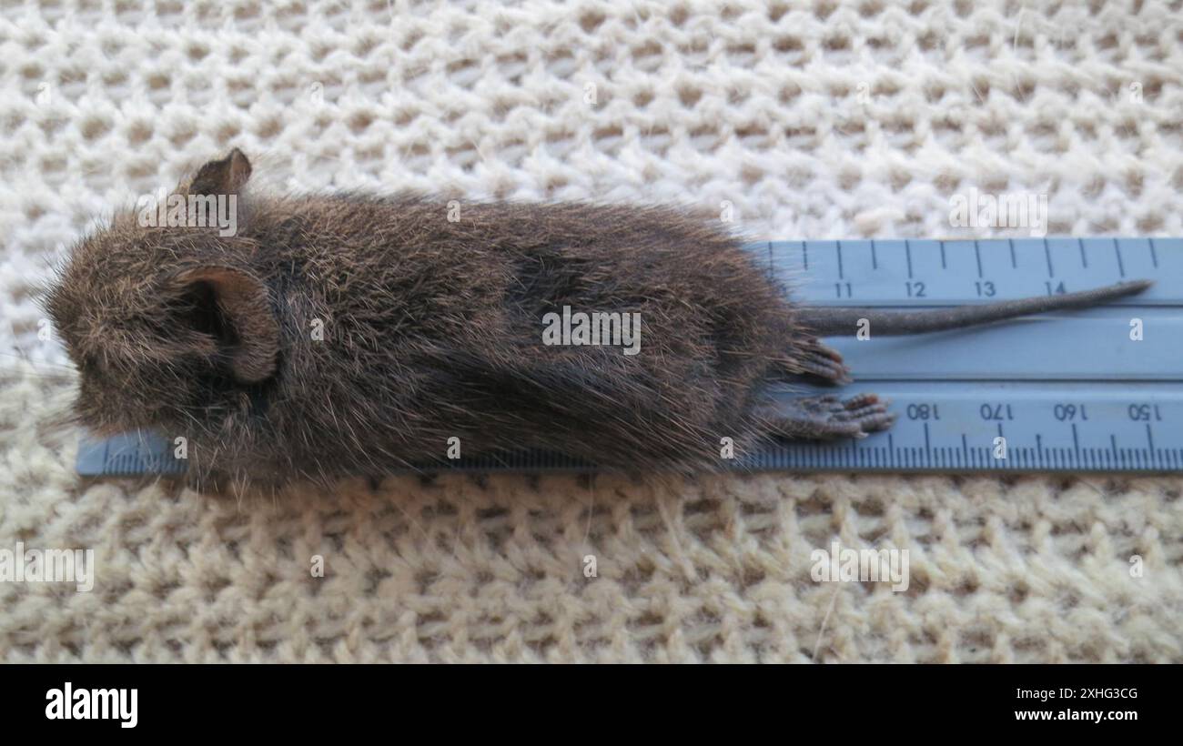 Otomys irroratus hi-res stock photography and images - Alamy