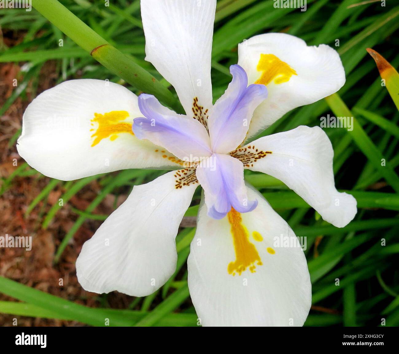Large Fortnight Lily (Dietes grandiflora Stock Photo - Alamy
