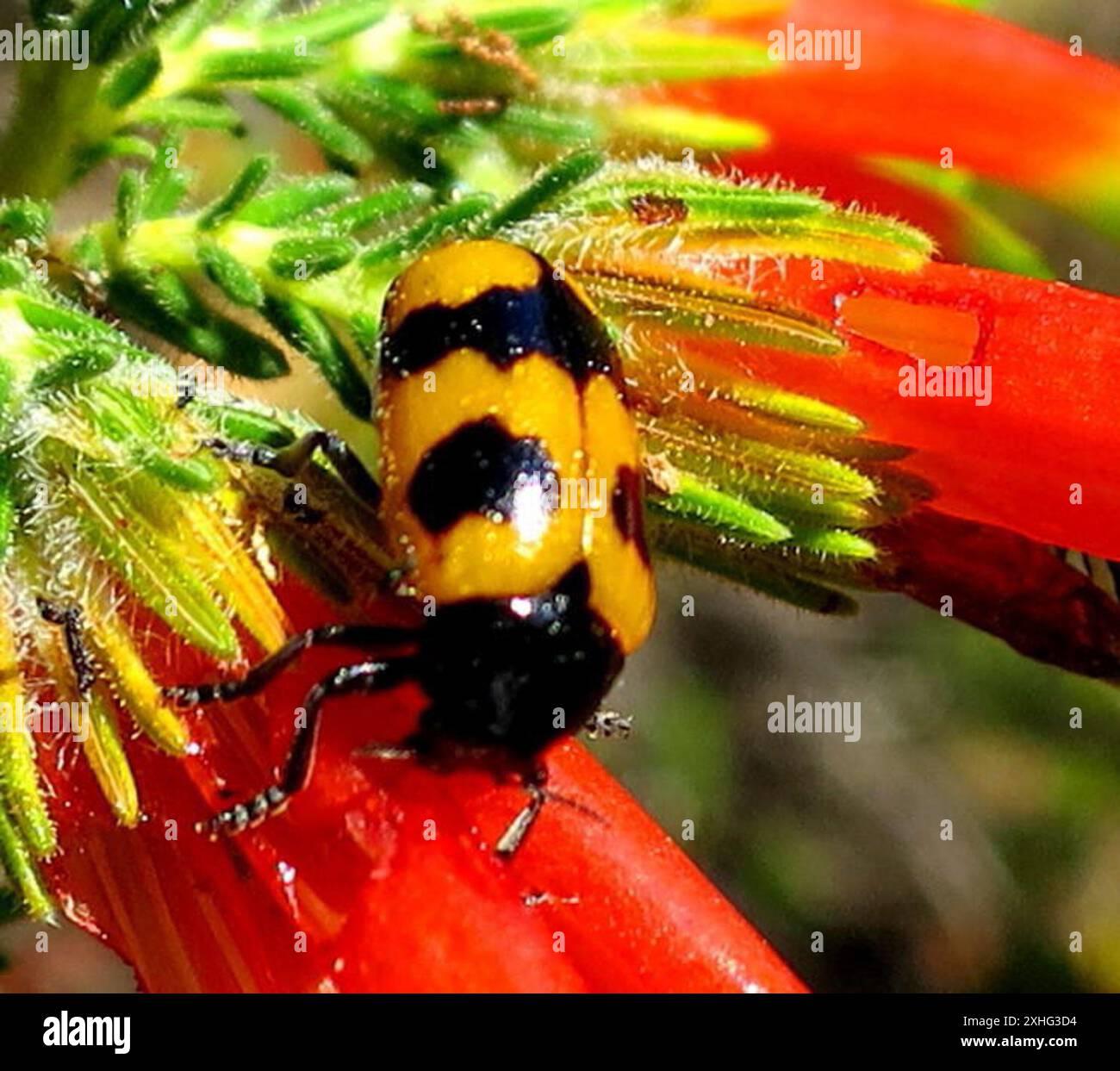 Case-bearing Leaf Beetles (Cryptocephalinae Stock Photo - Alamy