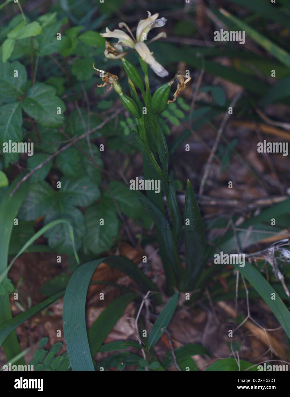 Stinking iris (Iris foetidissima Stock Photo - Alamy