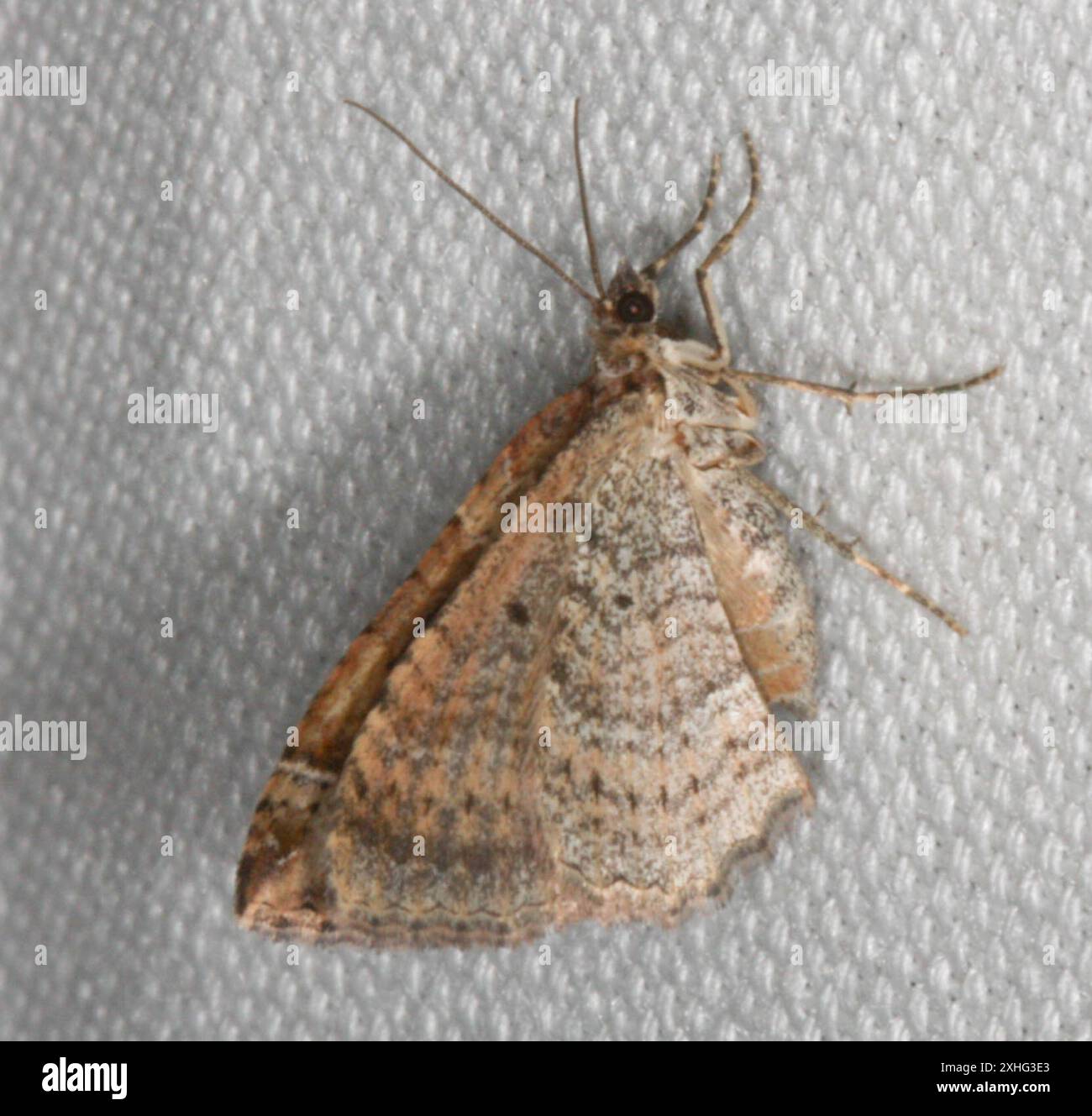 Geometer Moths (Geometridae Stock Photo - Alamy