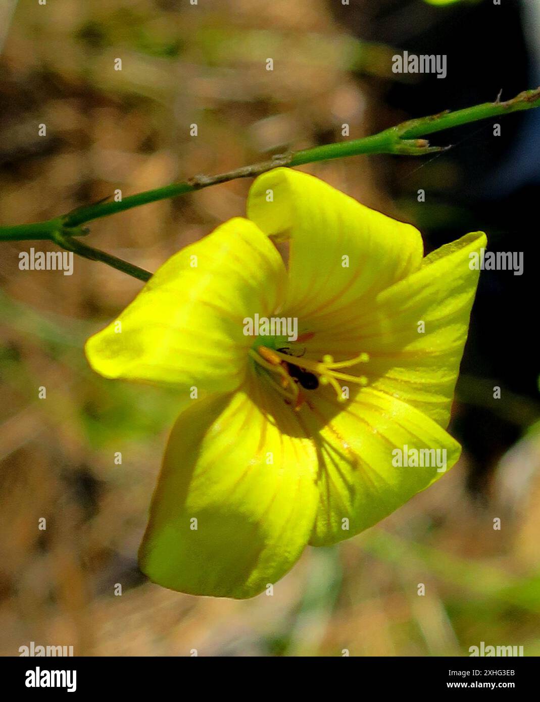 Half-mast Flax (Linum africanum Stock Photo - Alamy