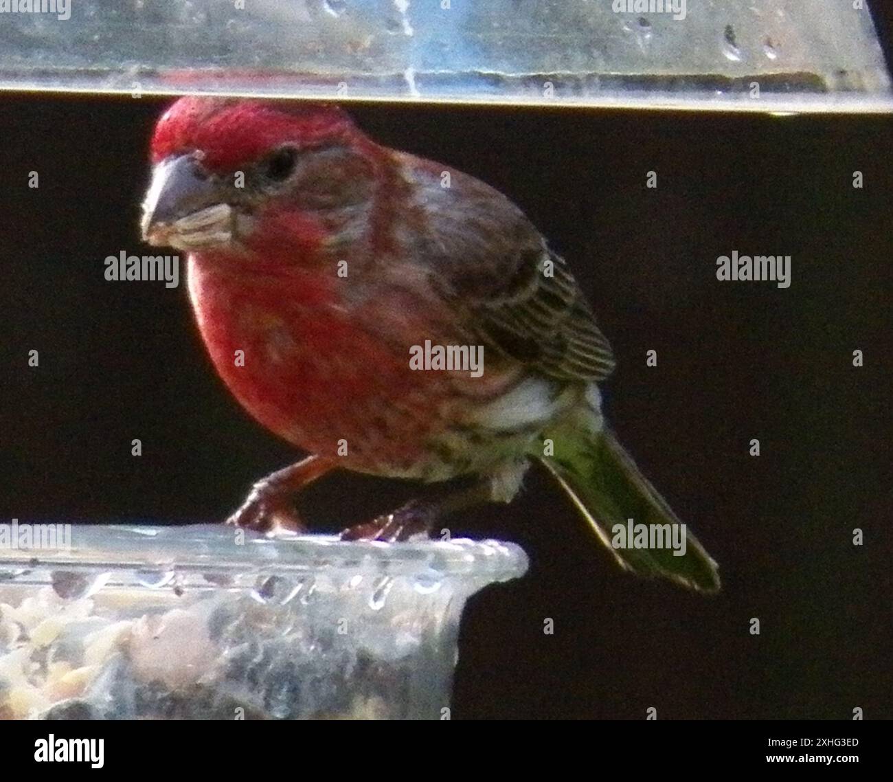 House Finch (Haemorhous mexicanus Stock Photo - Alamy