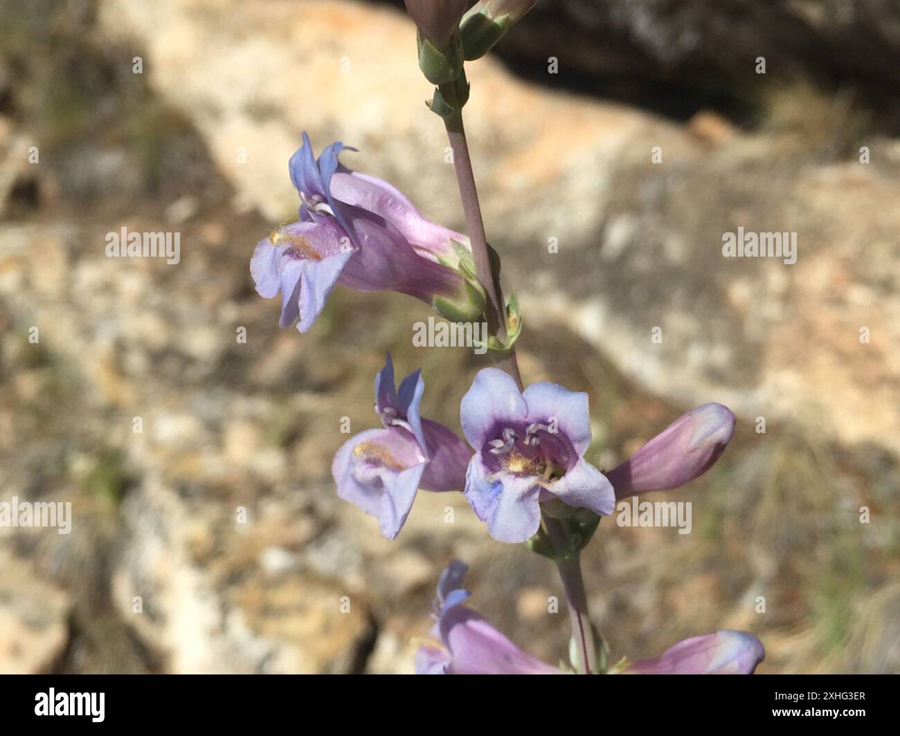 Thickleaf hi-res stock photography and images - Alamy