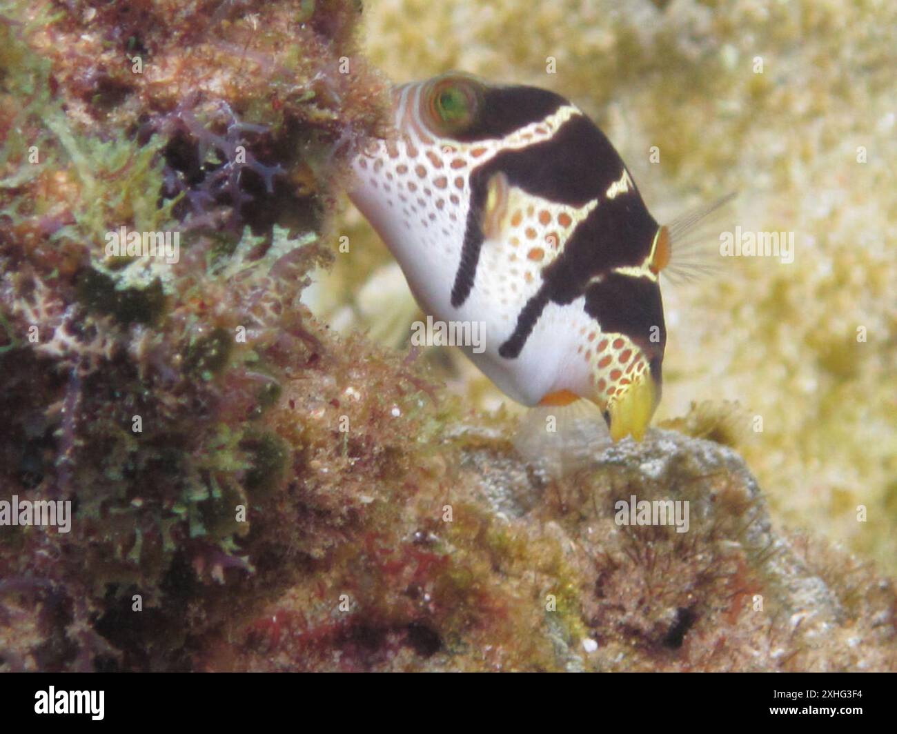 Blacksaddle Toby (Canthigaster valentini Stock Photo - Alamy