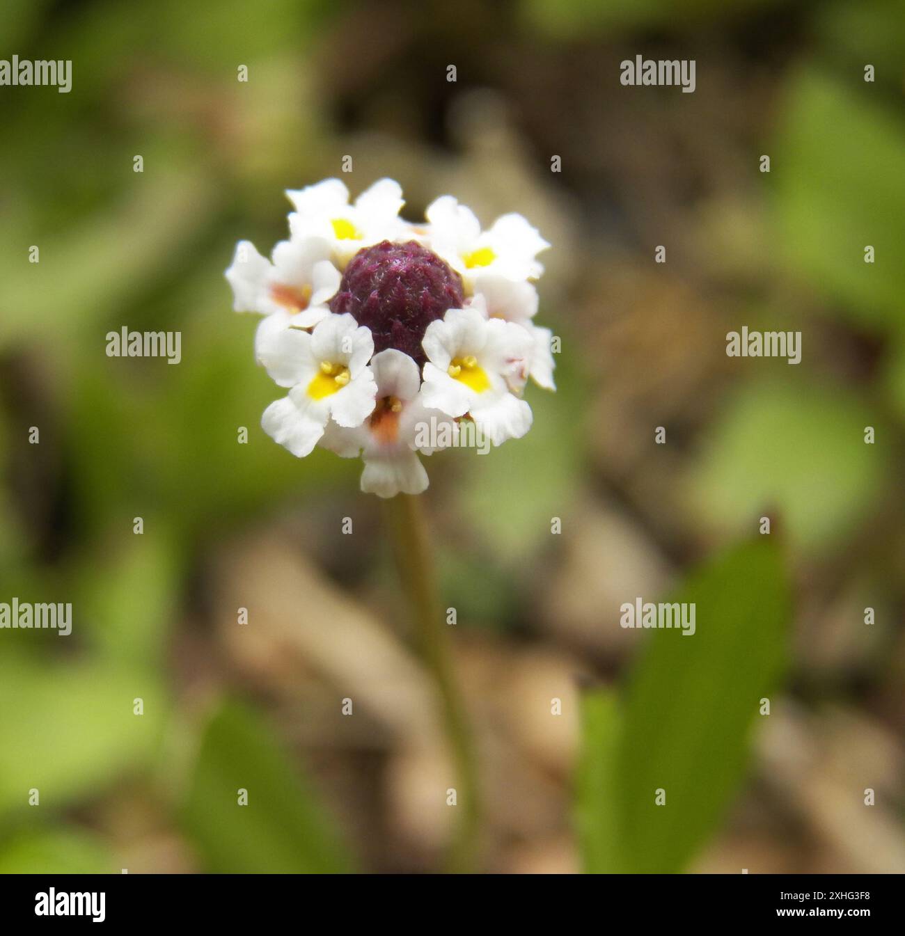 turkey tangle frogfruit (Phyla nodiflora Stock Photo - Alamy
