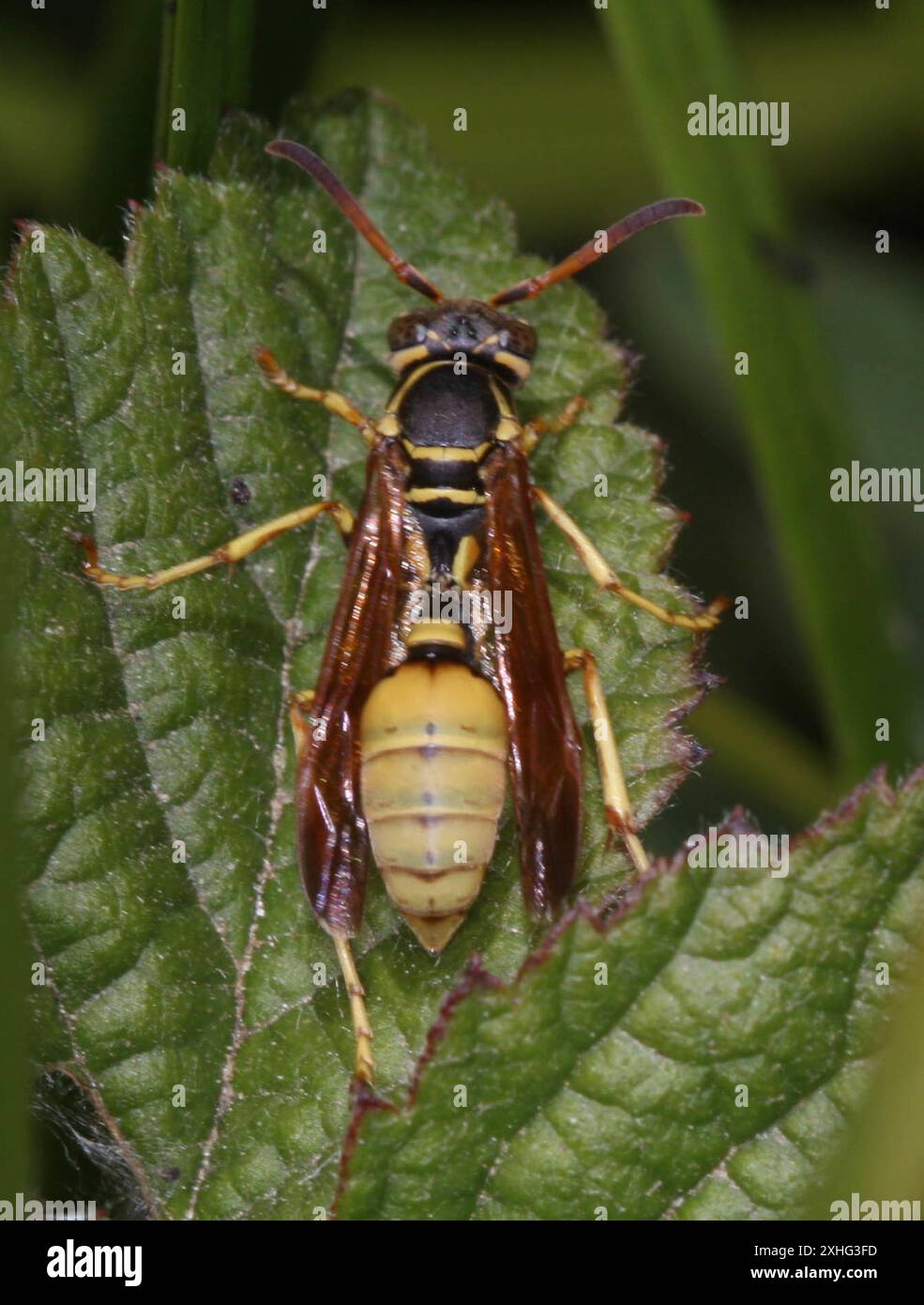 Western Paper Wasp (Mischocyttarus flavitarsis Stock Photo - Alamy