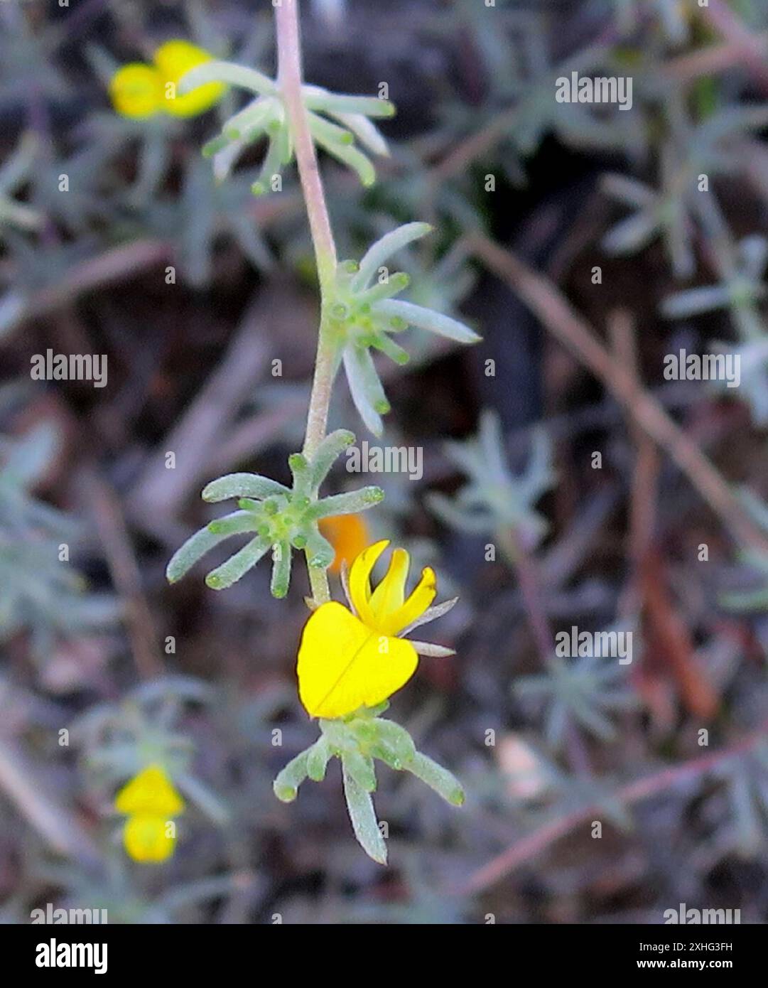 Fingerleaf hi-res stock photography and images - Alamy