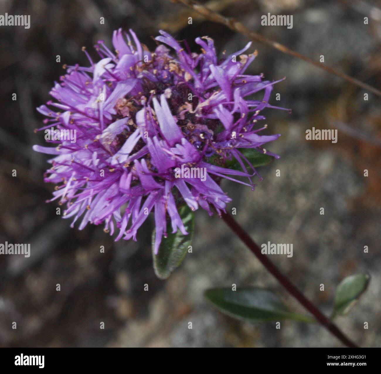 serpentine monardella (Monardella purpurea Stock Photo - Alamy