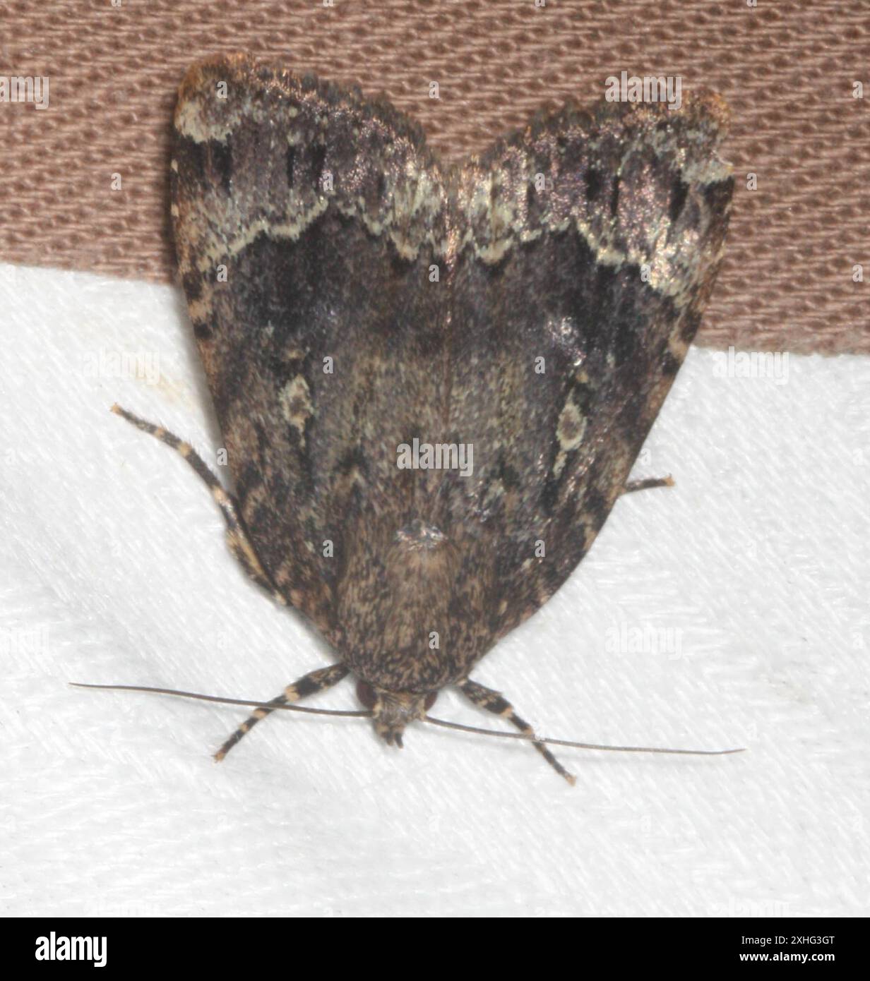 American Copper Underwing (Amphipyra pyramidoides Stock Photo - Alamy