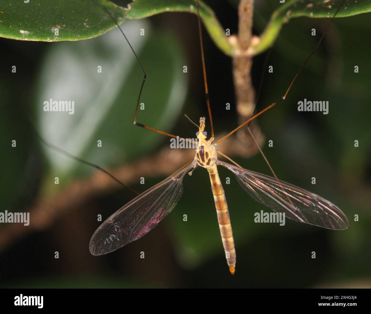 Crane Flies (Tipulomorpha Stock Photo - Alamy