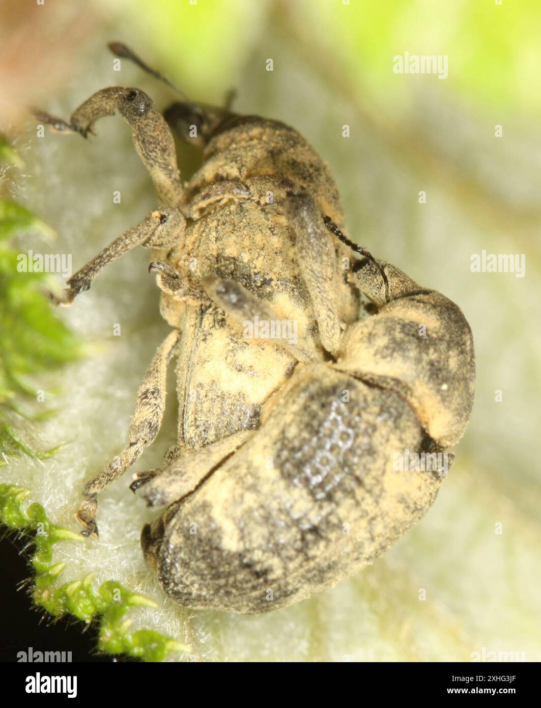 True Weevils (Curculionidae Stock Photo - Alamy