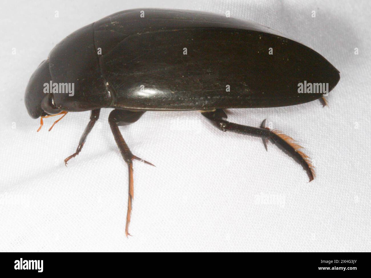 Giant Water Scavenger Beetle (Hydrophilus triangularis Stock Photo - Alamy