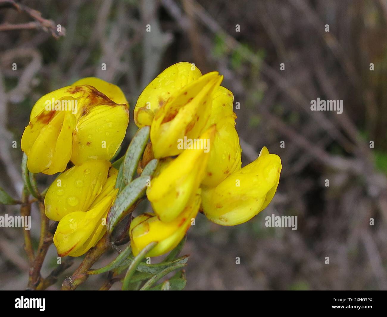 Mountain Honeybush (Cyclopia intermedia Stock Photo - Alamy