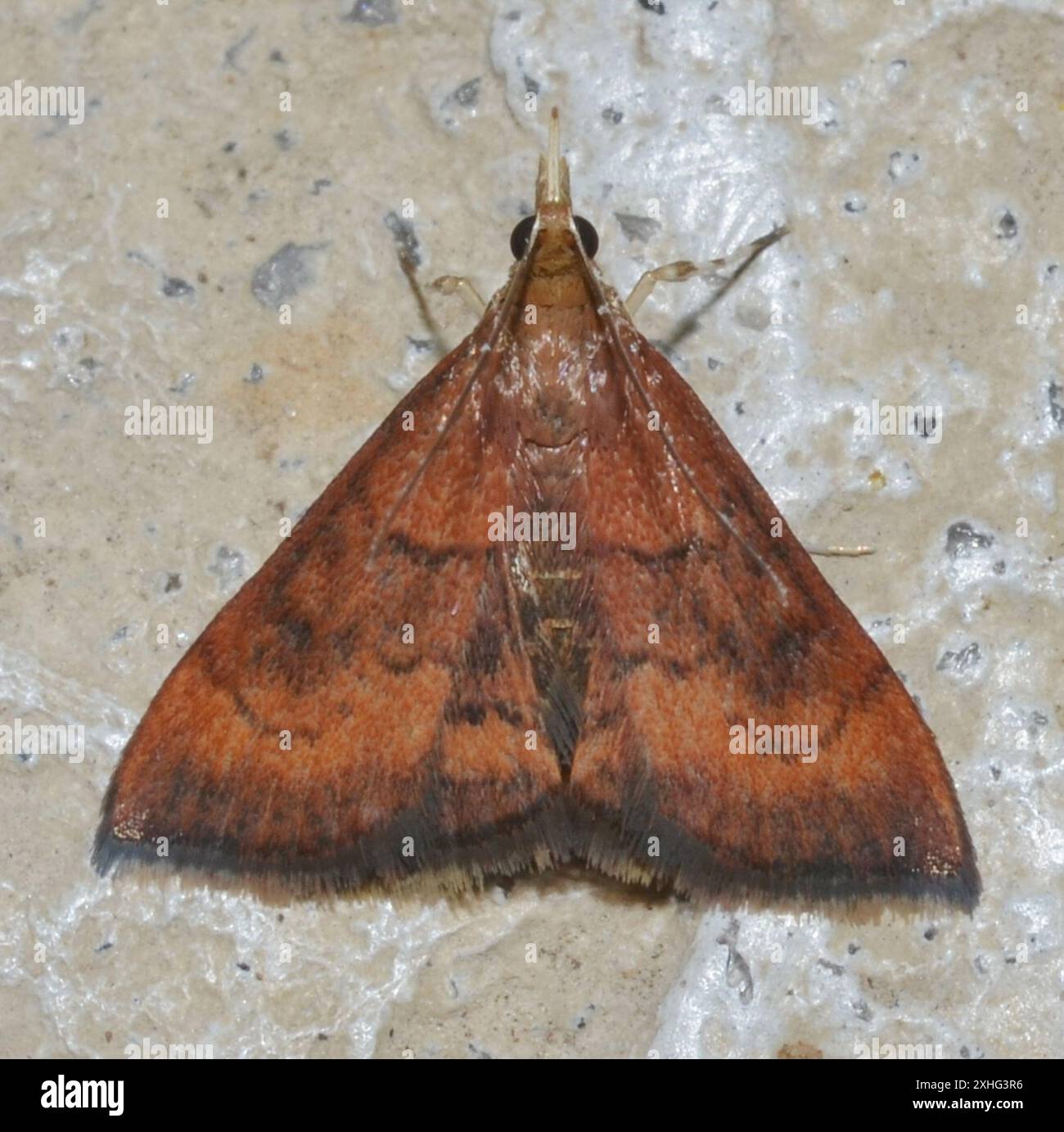 Variable Reddish and California Pyrausta Moths (Pyrausta rubricalis ...