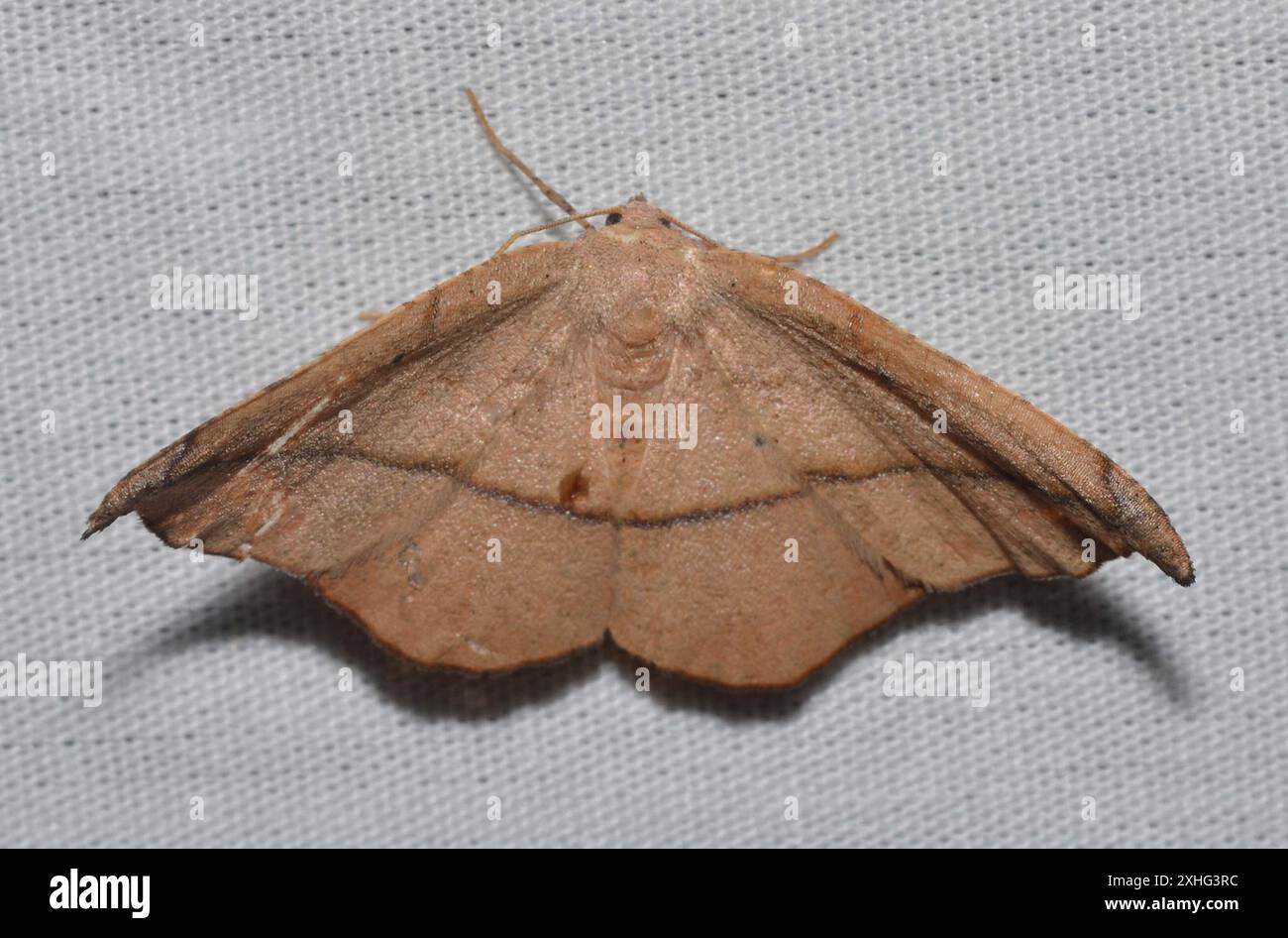Juniper Geometer Moth (Patalene olyzonaria Stock Photo - Alamy