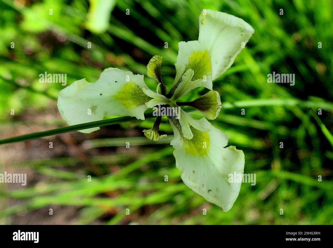 Moraea tricuspidata hi-res stock photography and images - Alamy