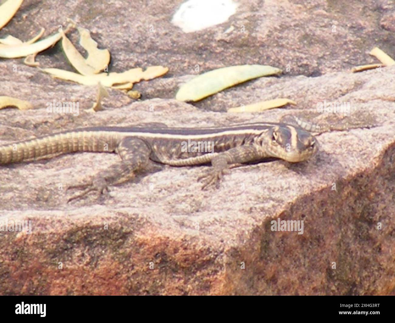 Zimbabwe Flat Lizard (Platysaurus intermedius rhodesianus Stock Photo ...