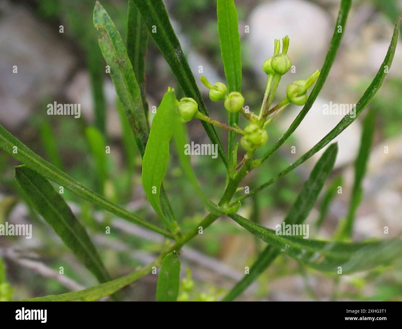 Dodonaea angustifolia hi-res stock photography and images - Alamy