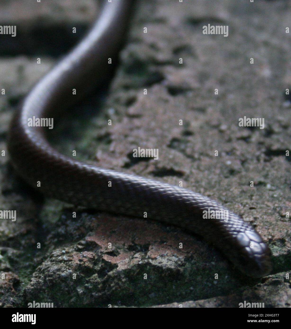 Slugeater hi-res stock photography and images - Alamy