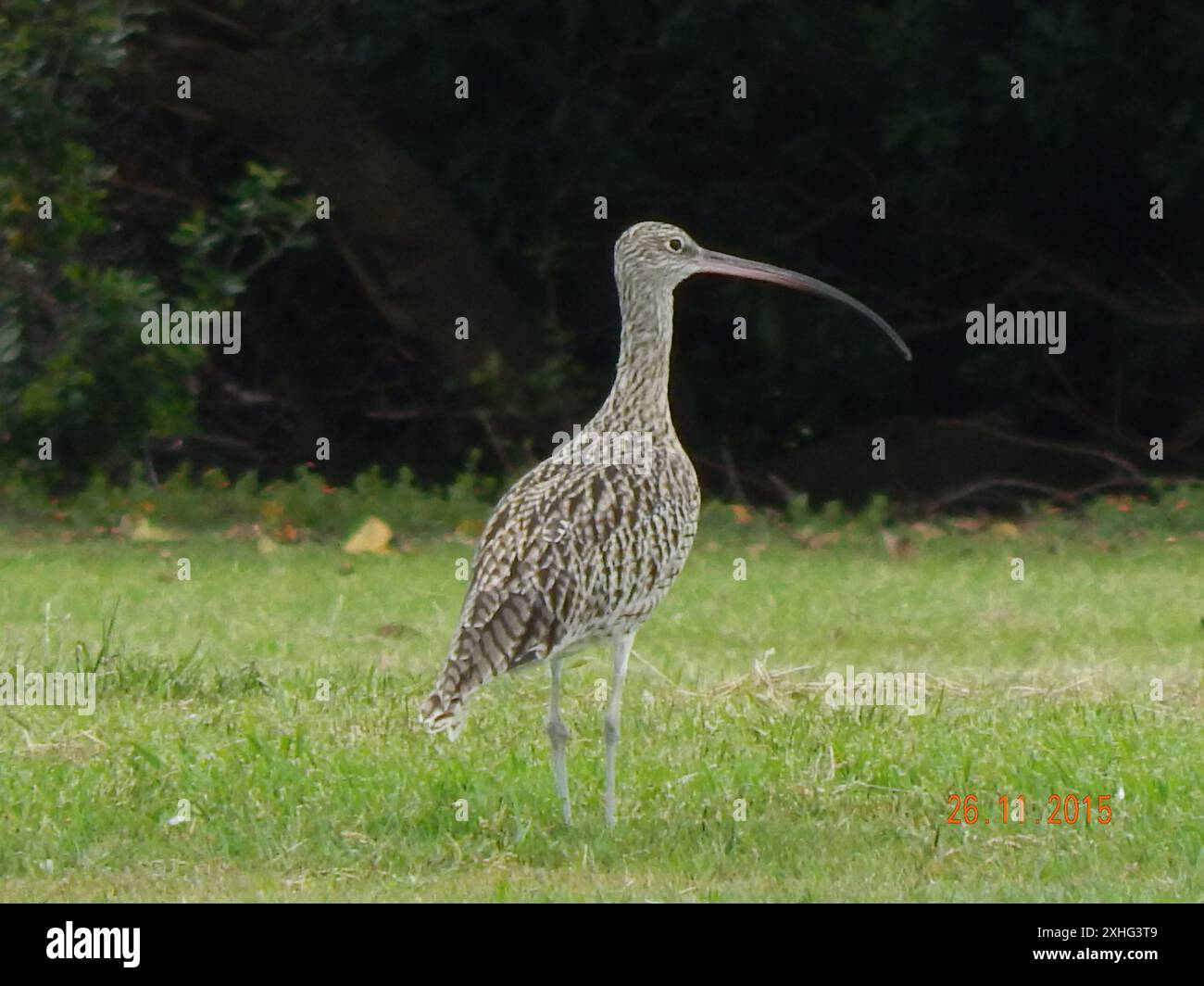 Far Eastern Curlew (Numenius madagascariensis Stock Photo - Alamy