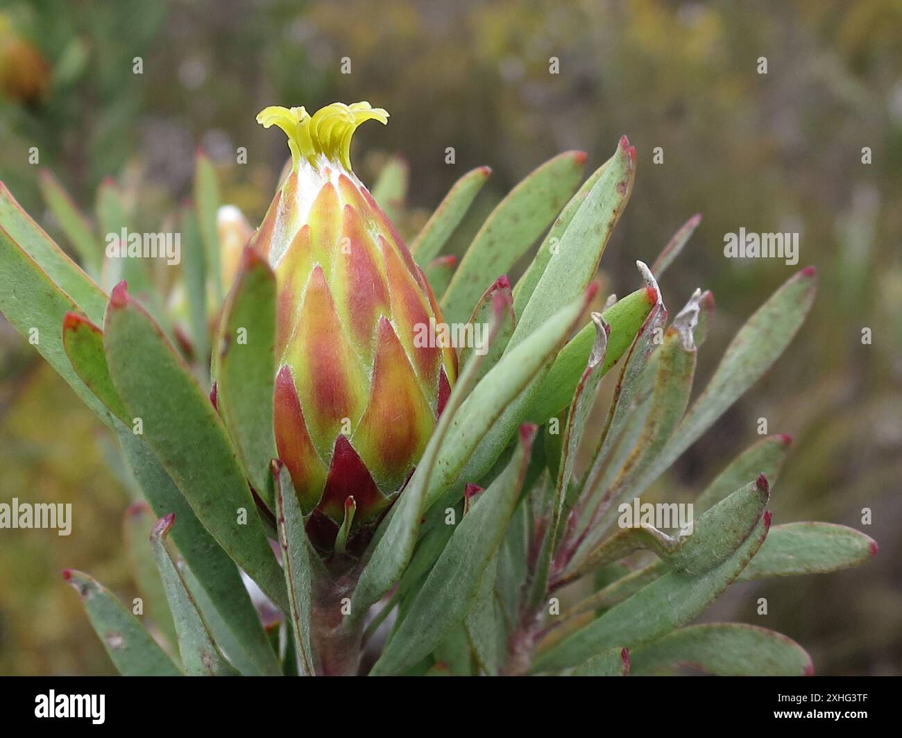 Spinning-top Conebush (Leucadendron rubrum Stock Photo - Alamy