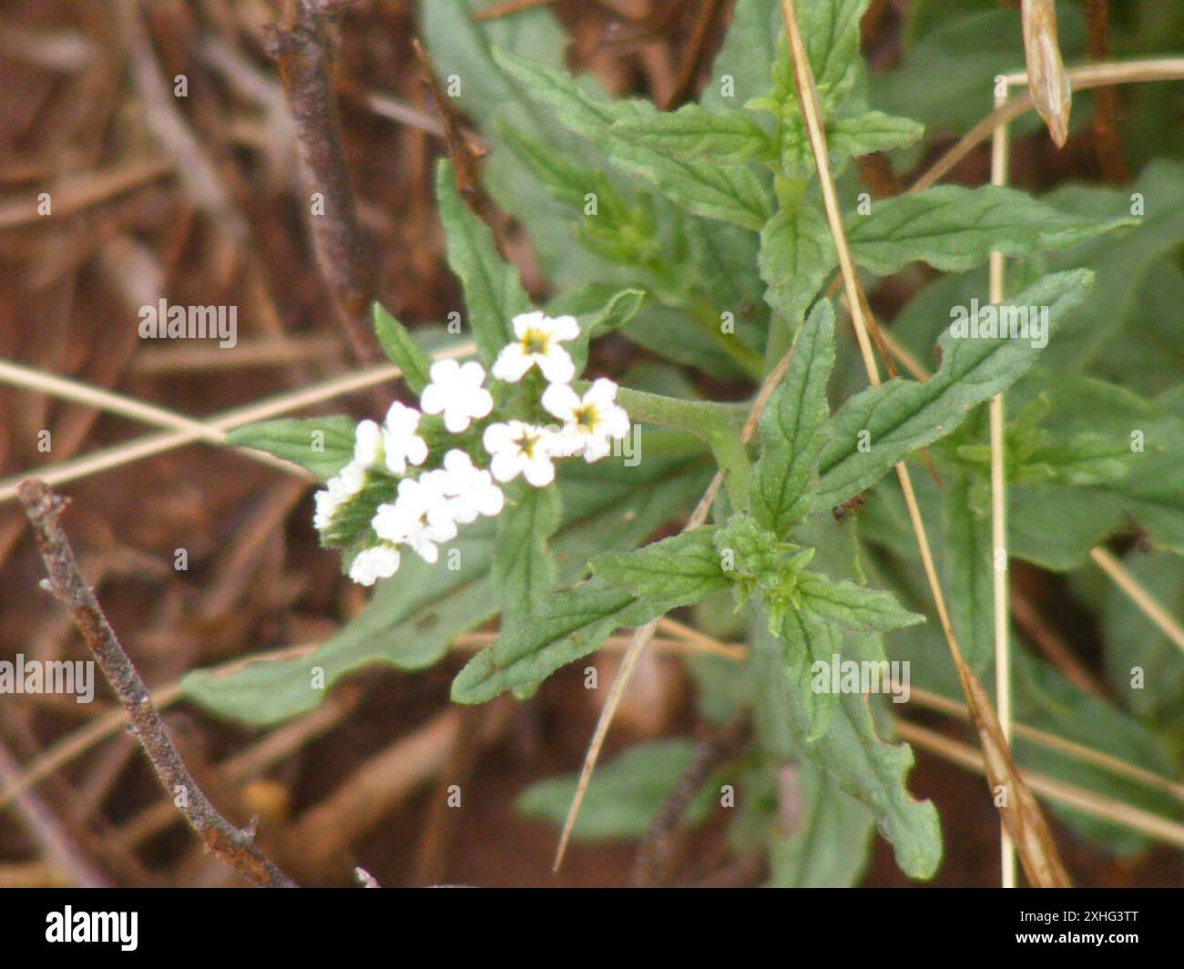 Common String-of-Stars (Heliotropium steudneri Stock Photo - Alamy