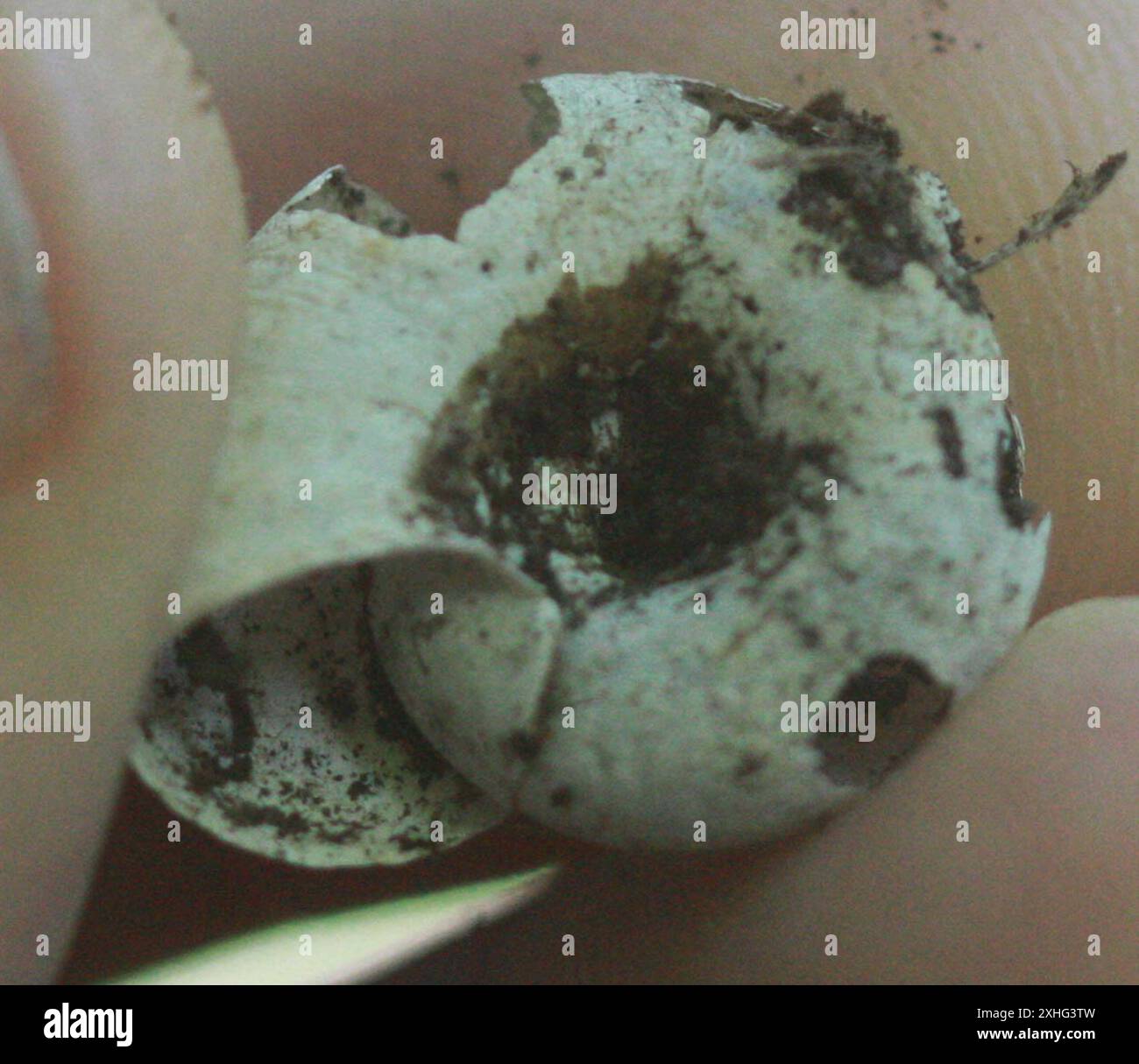 Lancetooth hi-res stock photography and images - Alamy