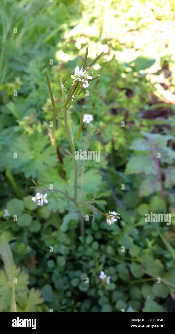 hairy bittercress (Cardamine hirsuta Stock Photo - Alamy