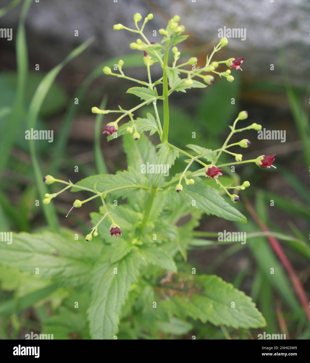 California beeplant (Scrophularia californica Stock Photo - Alamy