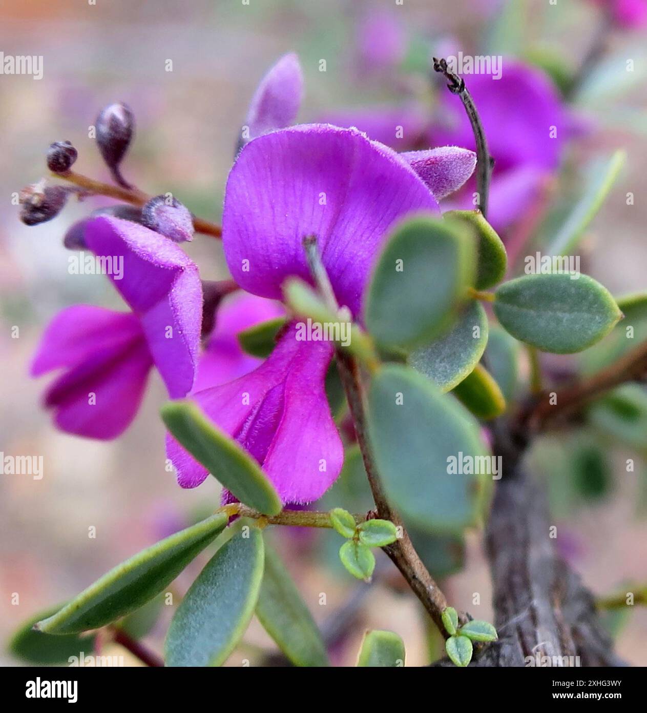 Bear Indigo (Indigofera denudata Stock Photo - Alamy