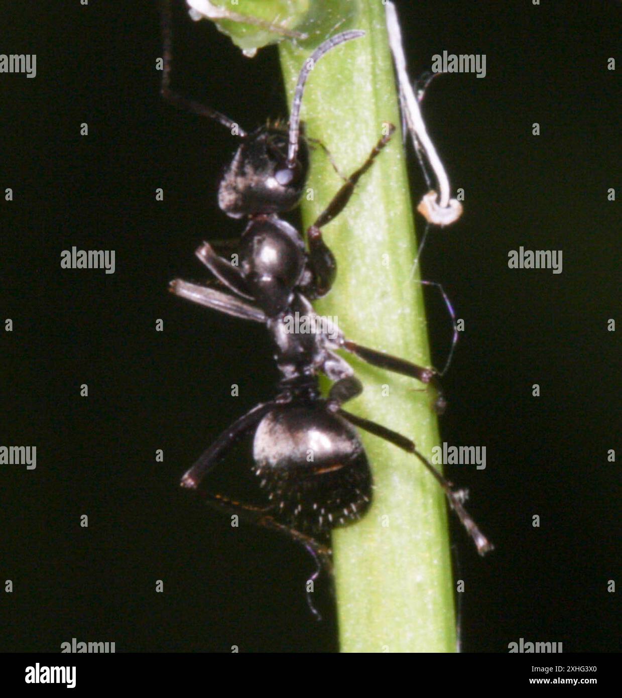 fusca-group Field Ants and Allies (Formica fusca Stock Photo - Alamy